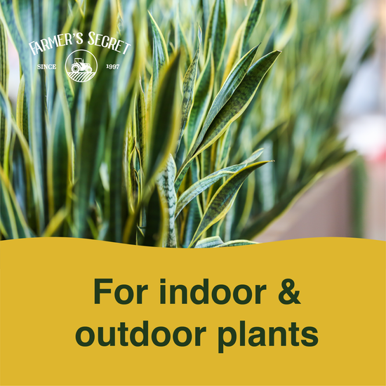 Snake Plant Food 8oz – Farmer's Secret